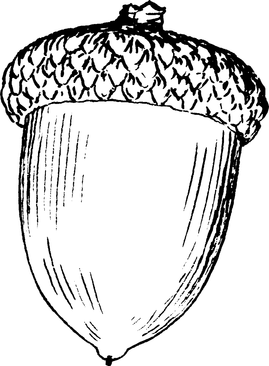 Download High Quality Acorn Clipart Drawing Transparent PNG Images 
