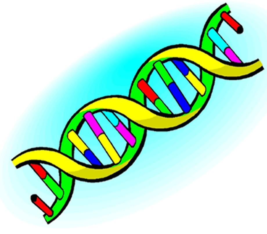 Download High Quality Dna Clipart Simple Transparent PNG Images Art 