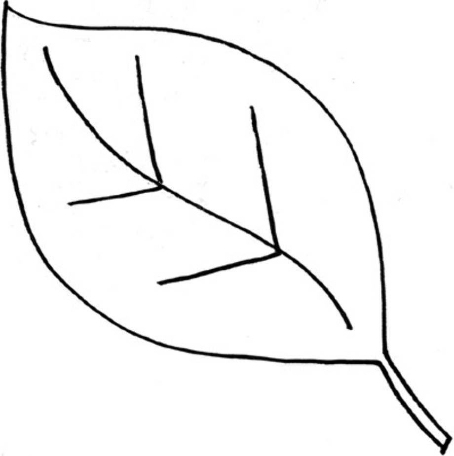 Download High Quality Leaf Clipart Outline Transparent PNG Images Art 