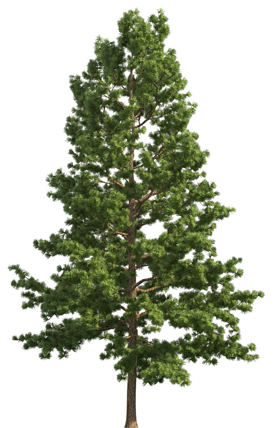 Download High Quality Pine Tree Clip Art Realistic Transparent PNG Images Art Prim Clip Arts 2019
