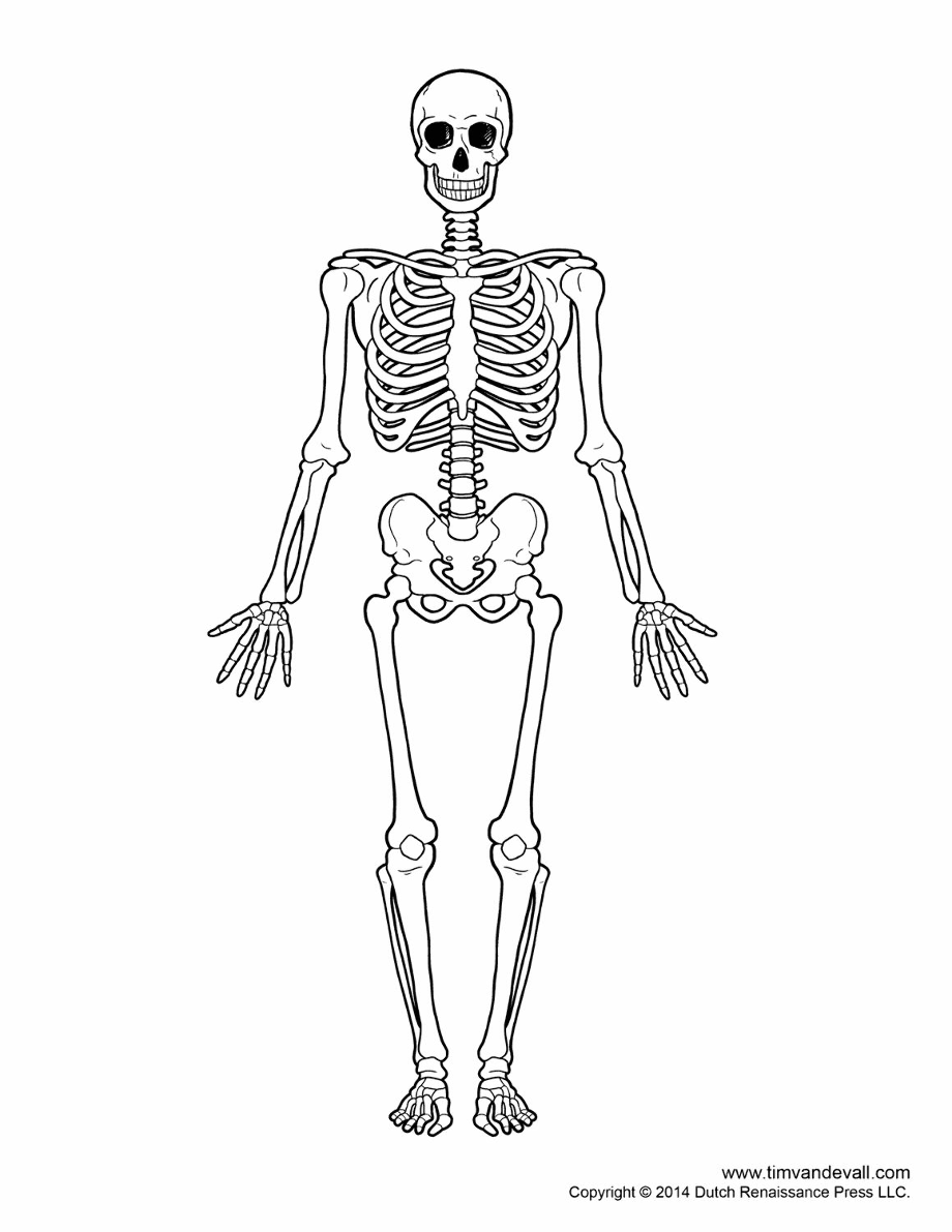 Unlabeled Diagram Of The Skeletal System