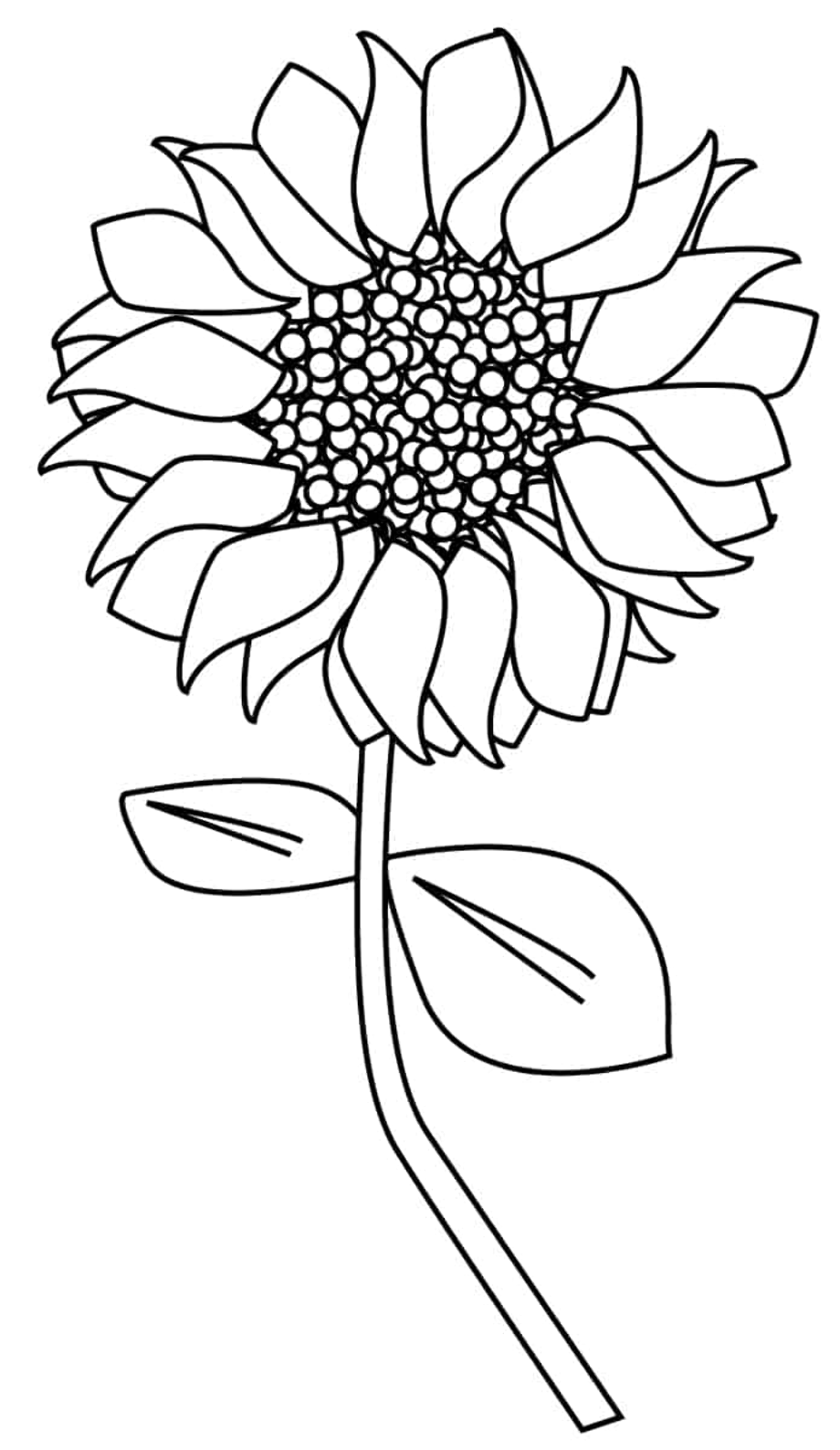 Download High Quality Sunflower Clipart Outline Transparent PNG Images 